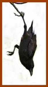 Puffer Fish – Candid Corvid Productions
