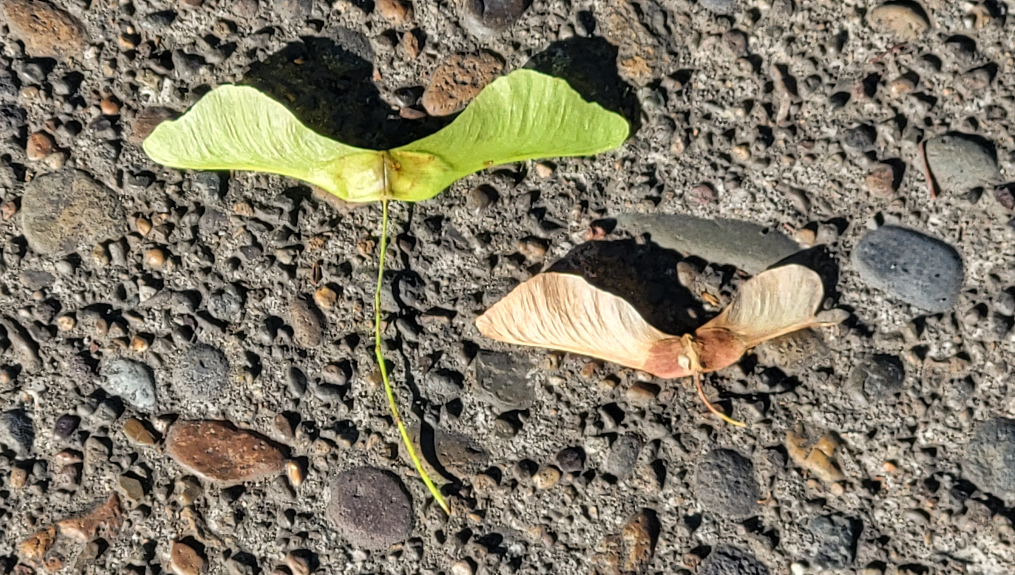 “Norway Maple Seeds” – Candid Corvid Productions