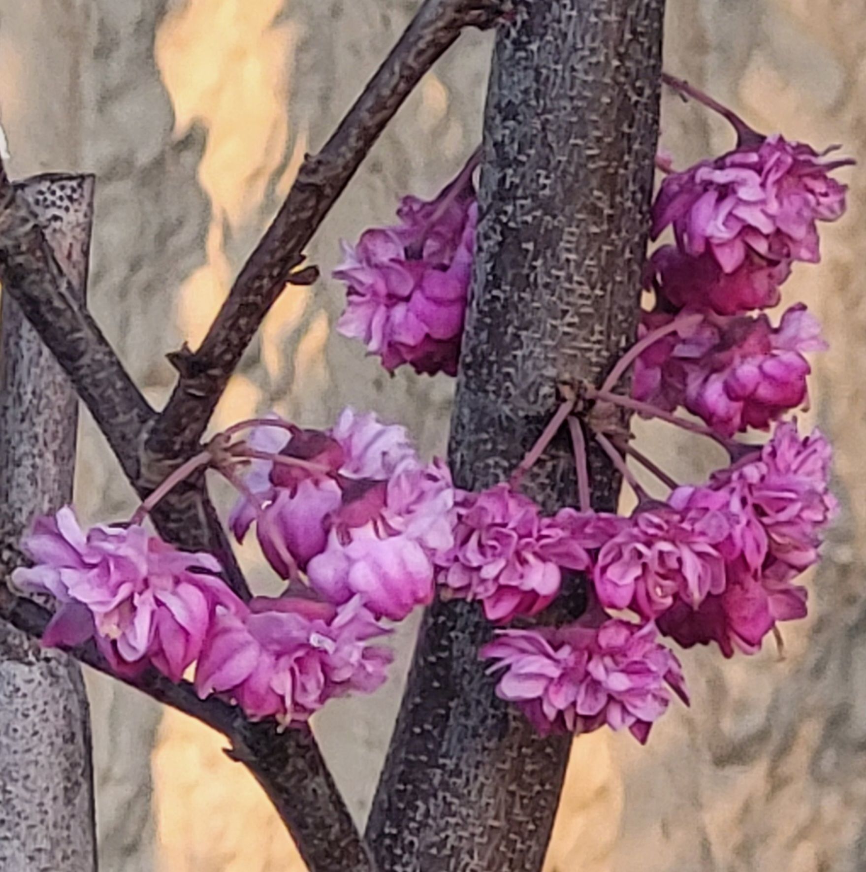 “Pink Soiree” – Candid Corvid Productions
